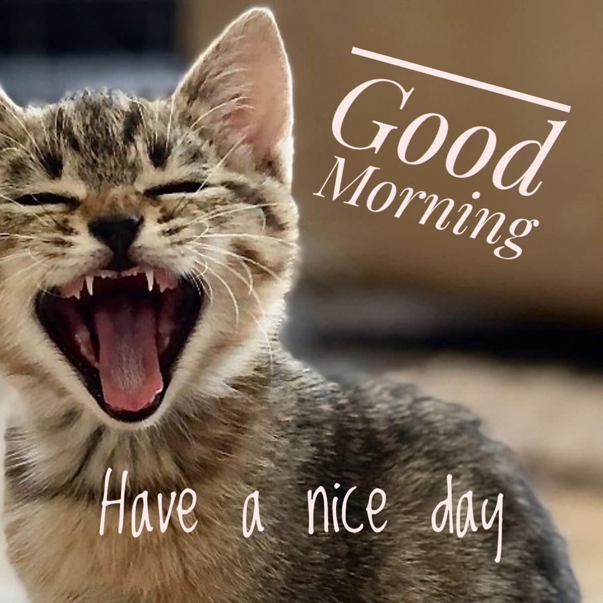 Good Morning with beatiful cats. Have a nice day. – ESPACIOTECA